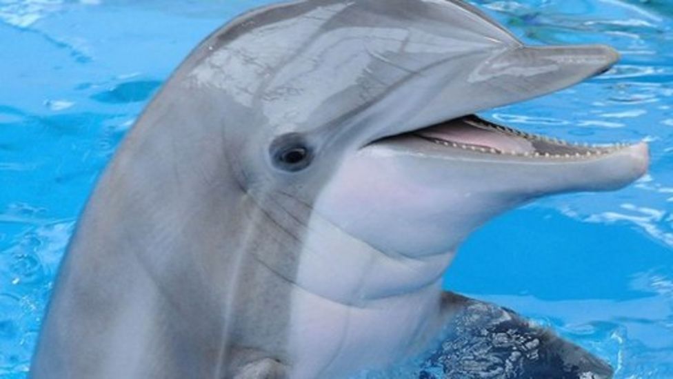 Dolphin-inspired radar could help detect roadside bombs - BBC News