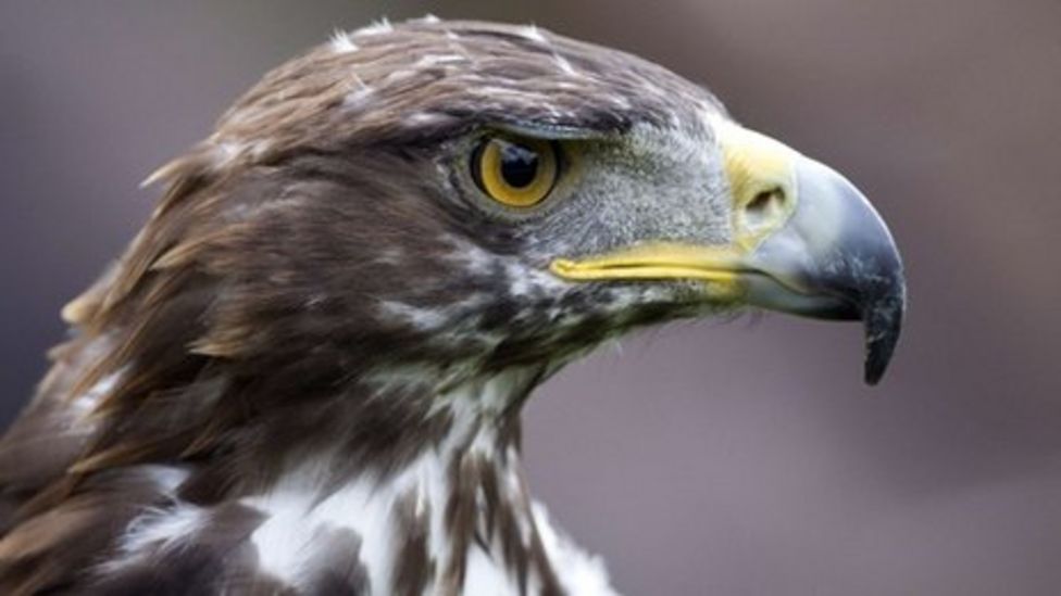 Golden eagle voted 'Scotland's favourite' wild animal - BBC News