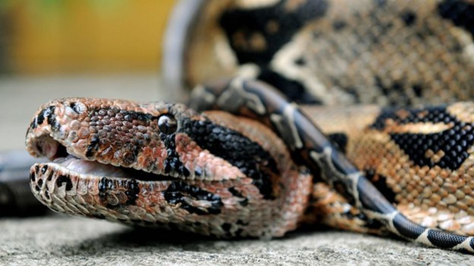 Large boa constrictor discovered in a Somerset garden - BBC News