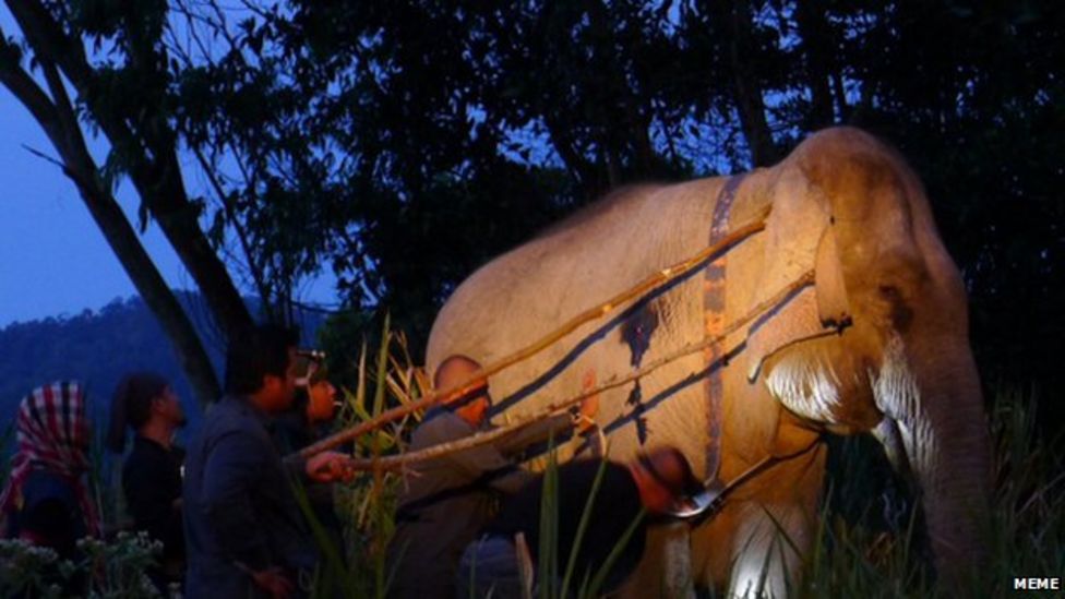 Malaysia: Humans and elephants at loggerheads - BBC News