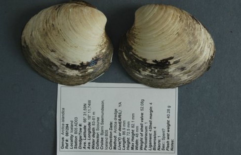 Clam-gate: The epic saga of Ming - BBC News