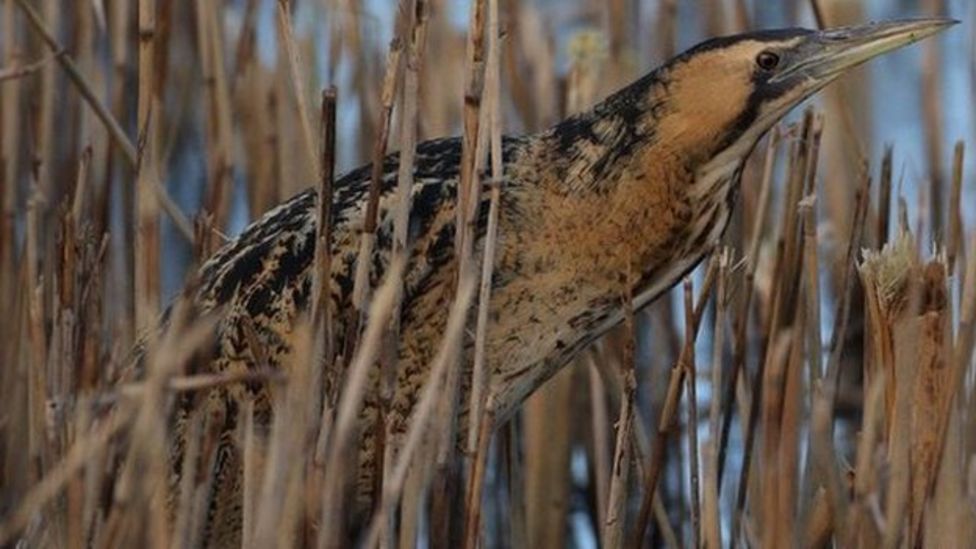 Rare bittern population highest in Somerset - BBC News