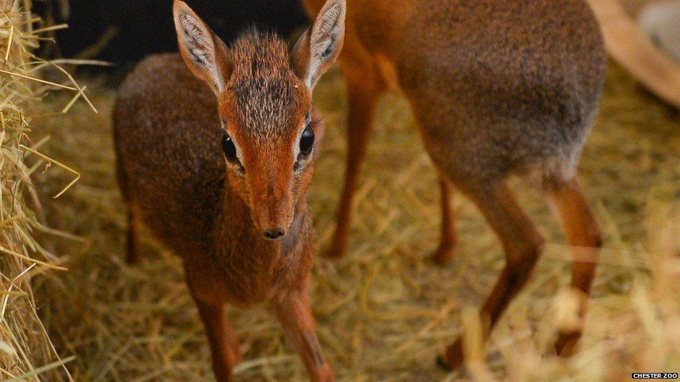 Tiny baby antelope raised by sister - BBC Newsround