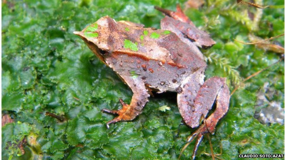 Darwin's frogs face fungal assault - BBC News