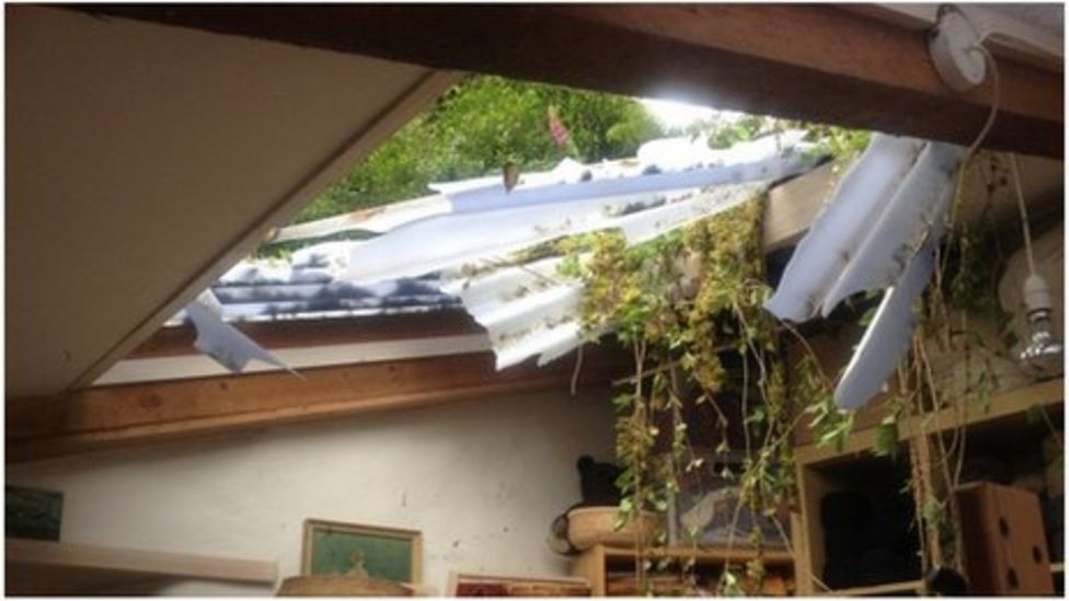 Cows fall through roof into Lamorna artist's workshop - BBC News