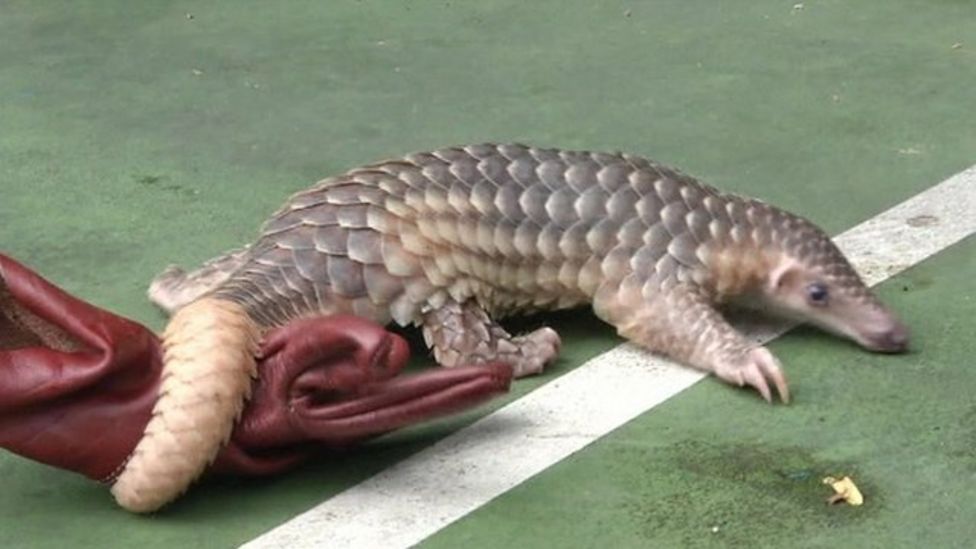 Pangolins: five facts and a quiz about one of world's most endangered ...