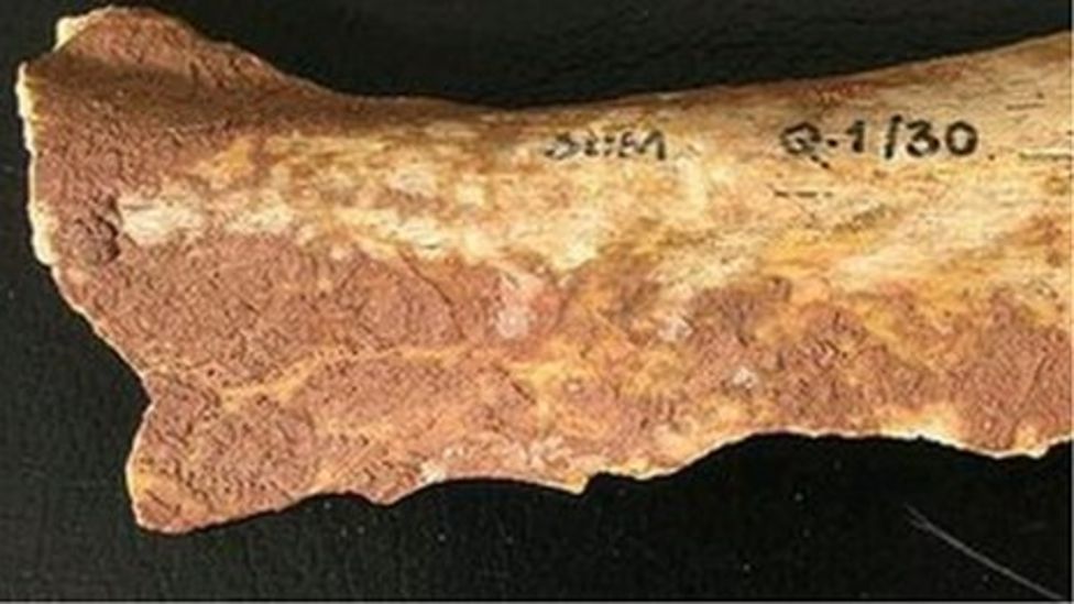Great Orme Ice Age horse bone art returns to Llandudno - BBC News
