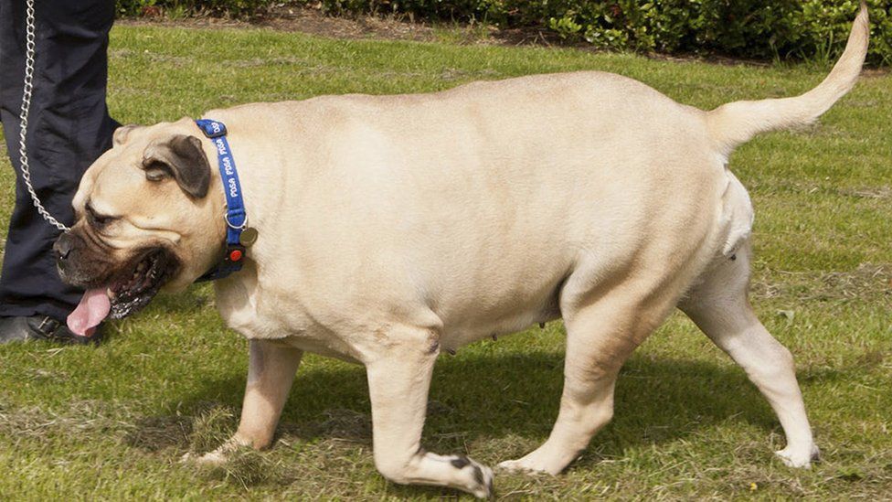 Pictures: Fat pets before and after massive weight loss - BBC Newsround