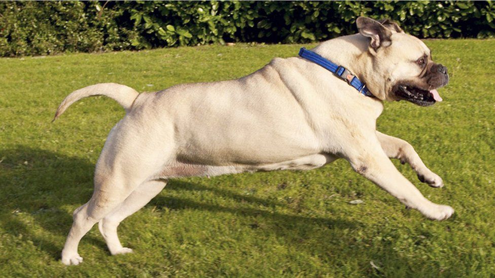 Pictures: Fat pets before and after massive weight loss - BBC Newsround