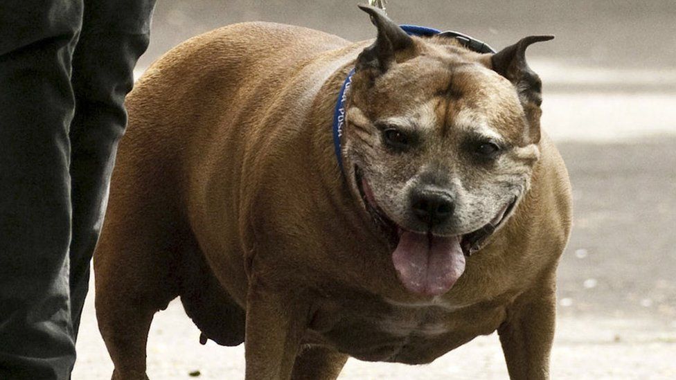 Pictures: Fat pets before and after massive weight loss - BBC Newsround