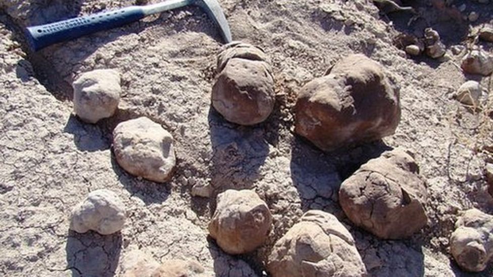 Oldest human faeces show Neanderthals ate vegetables - BBC News