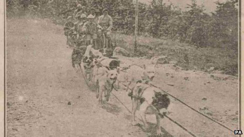 Dogs' WW1 jobs uncovered in records - BBC News