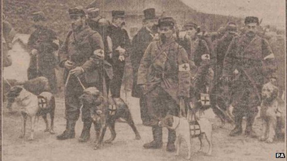 Dogs' WW1 jobs uncovered in records - BBC News