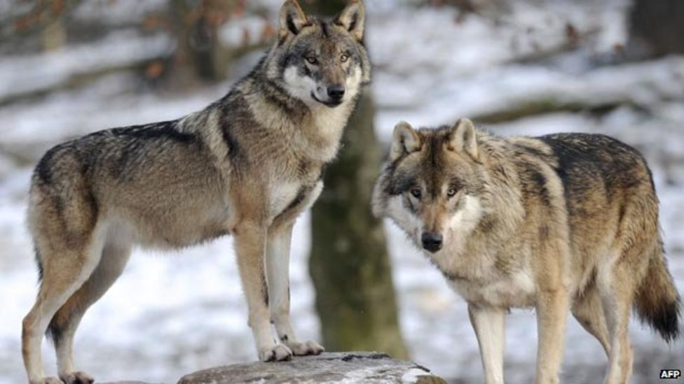 'No ecological reason' against reintroducing wolves - BBC News