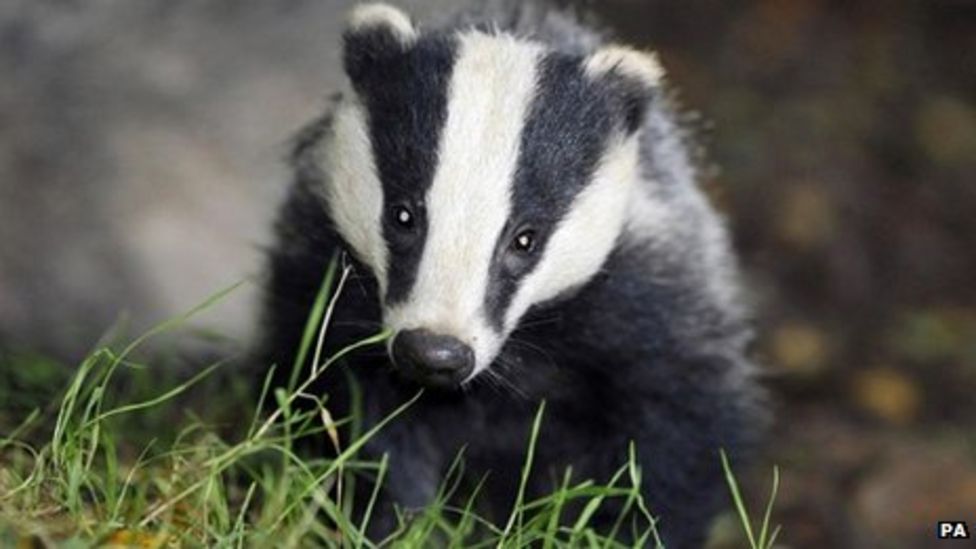 RSPCA anti badger cull advert banned - BBC News
