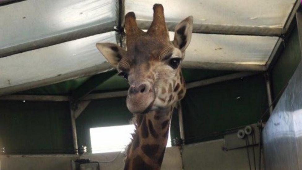 Moving day at the zoo: How do parks transfer their animals? - BBC News