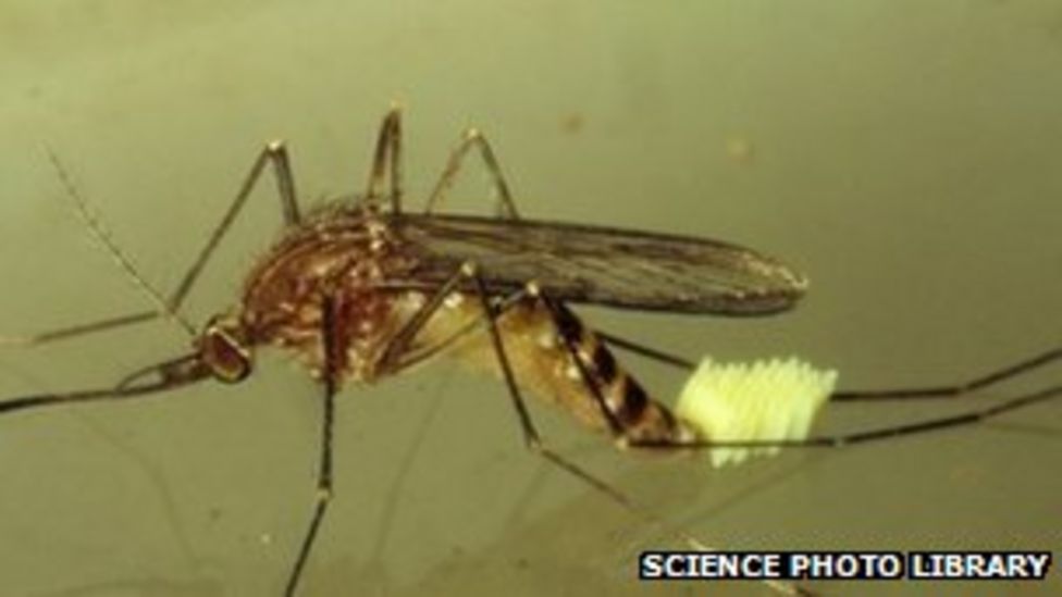 Fungus could control mosquitoes, research suggests - BBC News