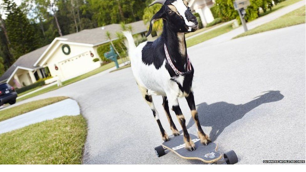 Pictures: The top animal stories of 2013 - BBC Newsround