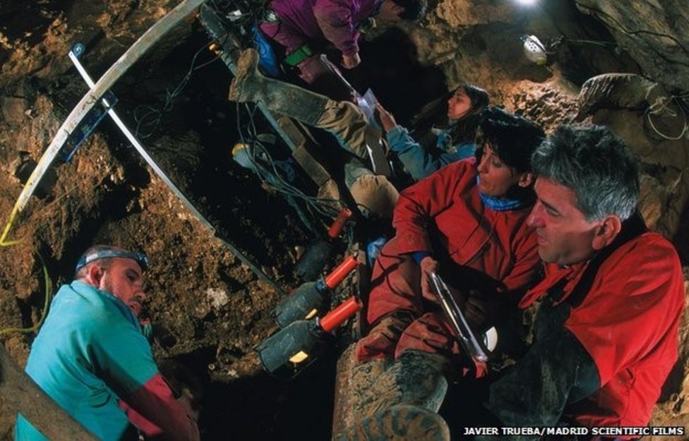 Viewpoint: Human evolution, from tree to braid - BBC News