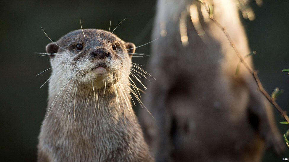 In pictures: London Zoo animals line up for stock take - BBC News