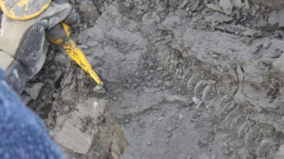 7ft ichthyosaur fossil found on beach near Penarth - BBC News