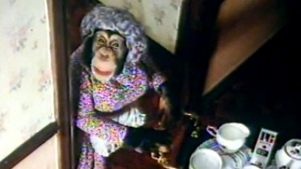 Twycross Zoo's hairless chimp Mongo dies 'unexpectedly' - BBC News