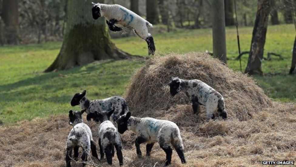 Ewe what? 10 things you may not know about sheep - BBC News