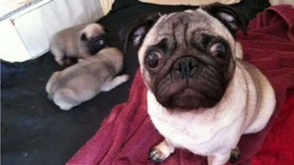 Pug puppy snatched in violent Nottingham raid at terminally ill man's ...