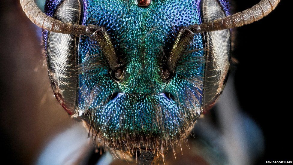 Amazing close-up pics of bees, spiders and other creatures - BBC Newsround