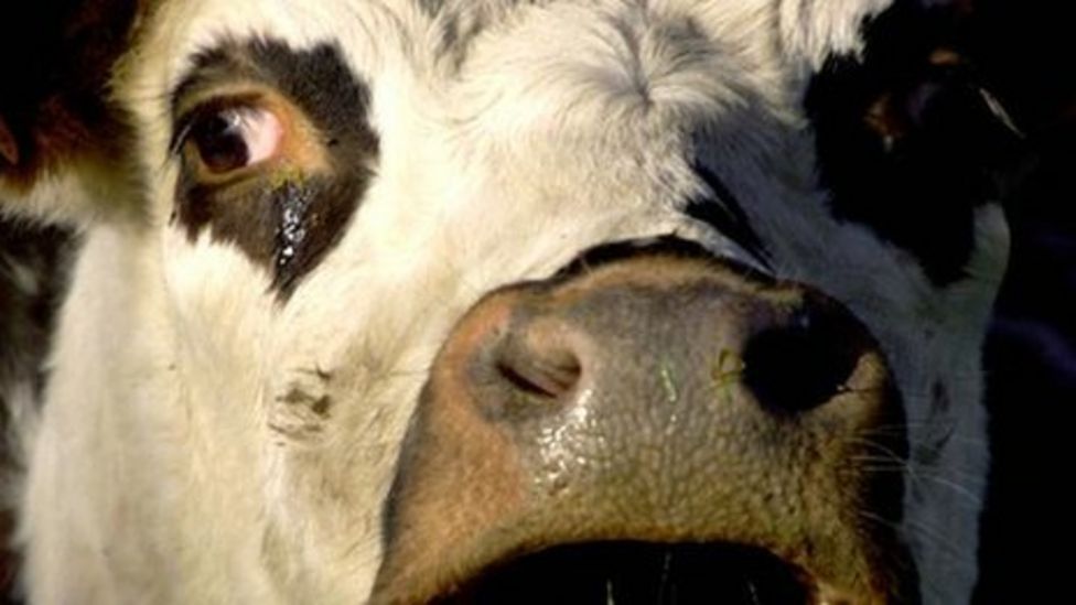 Cattle cruelty case: What makes a cow go wild? - BBC News