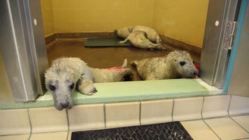 Key wildlife sites hit in flooding - BBC News