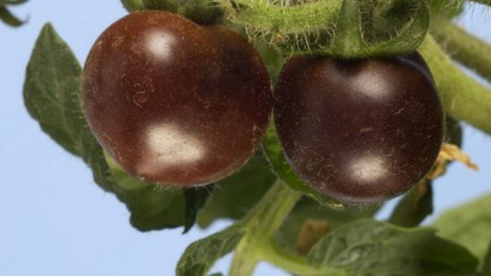 Genetically-modified purple tomatoes heading for shops - BBC News