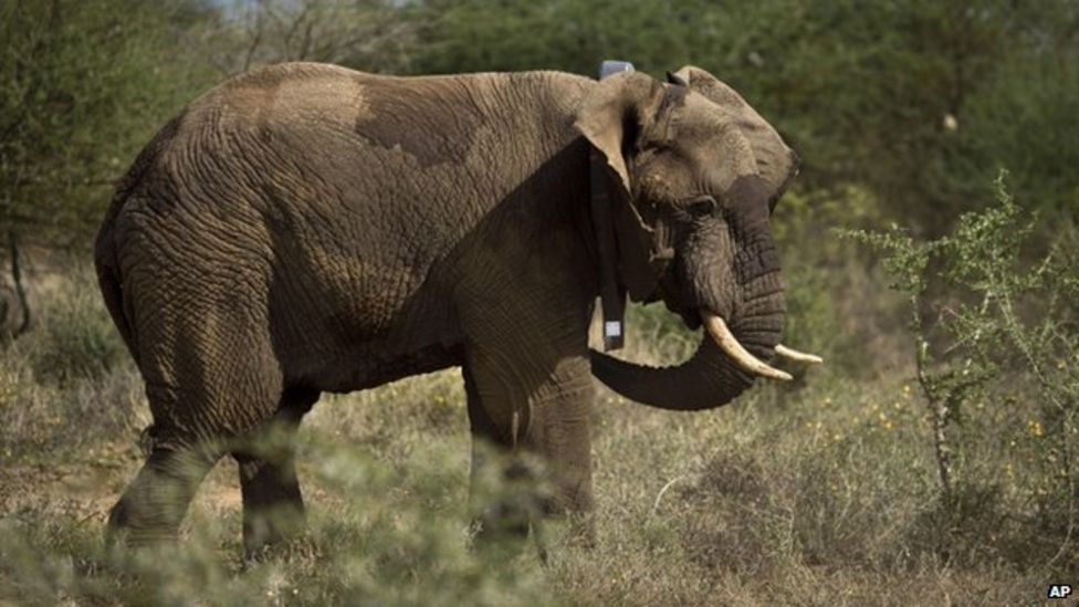 Chinese ivory smuggler gets record Kenyan fine - BBC News