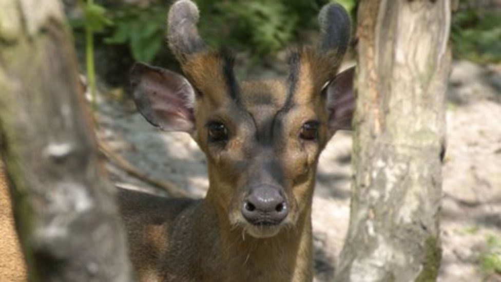 Muntjac deer freed from Moor Mill Beefeater water wheel - BBC News