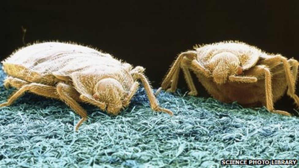 Catching the mother of all bed bugs - BBC News