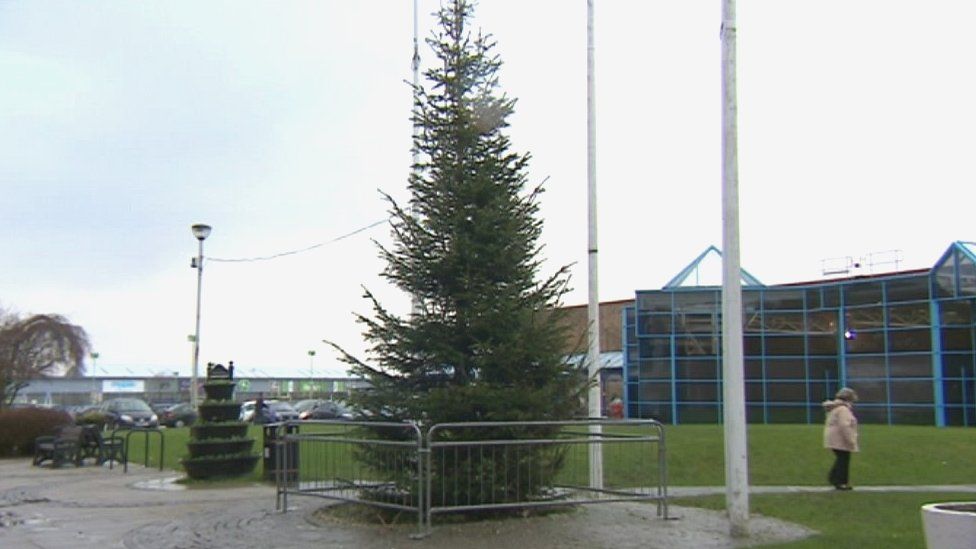Cragside Scots pine tree is 'tallest of its kind' in UK - BBC News