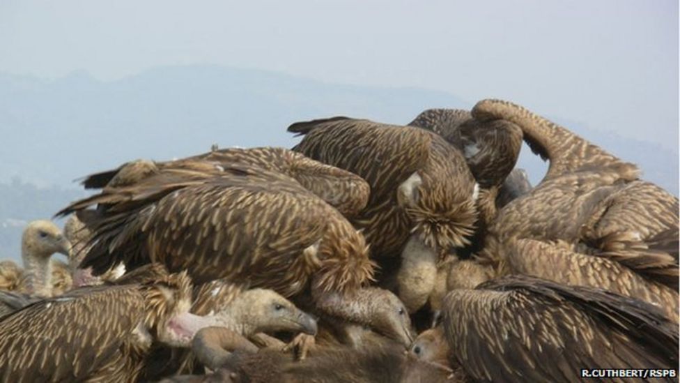 Project targets 2016 for Asian vultures release - BBC News