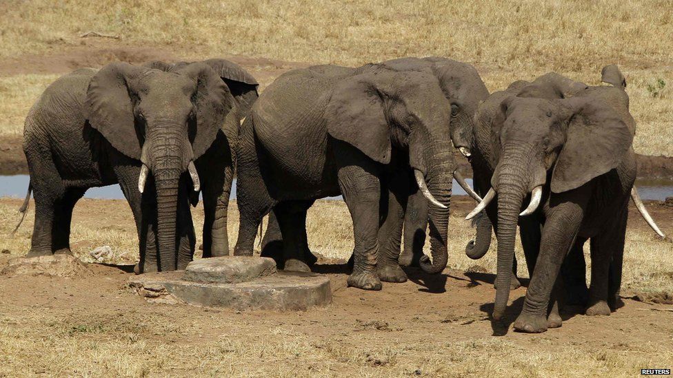 Pictures: Great Kenyan elephant count - BBC Newsround