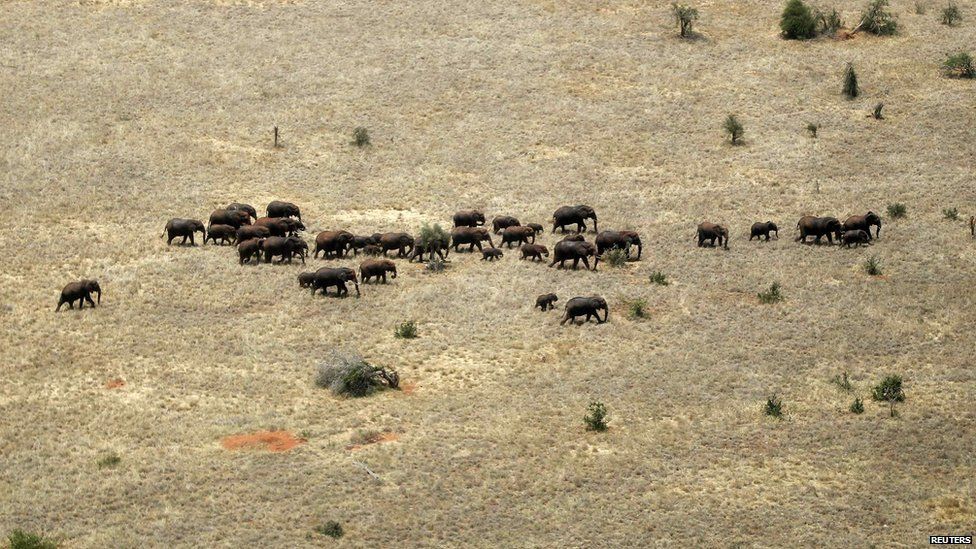 Pictures: Great Kenyan elephant count - BBC Newsround