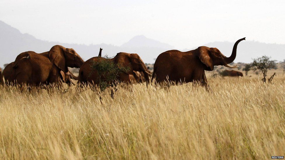 Pictures: Great Kenyan elephant count - BBC Newsround