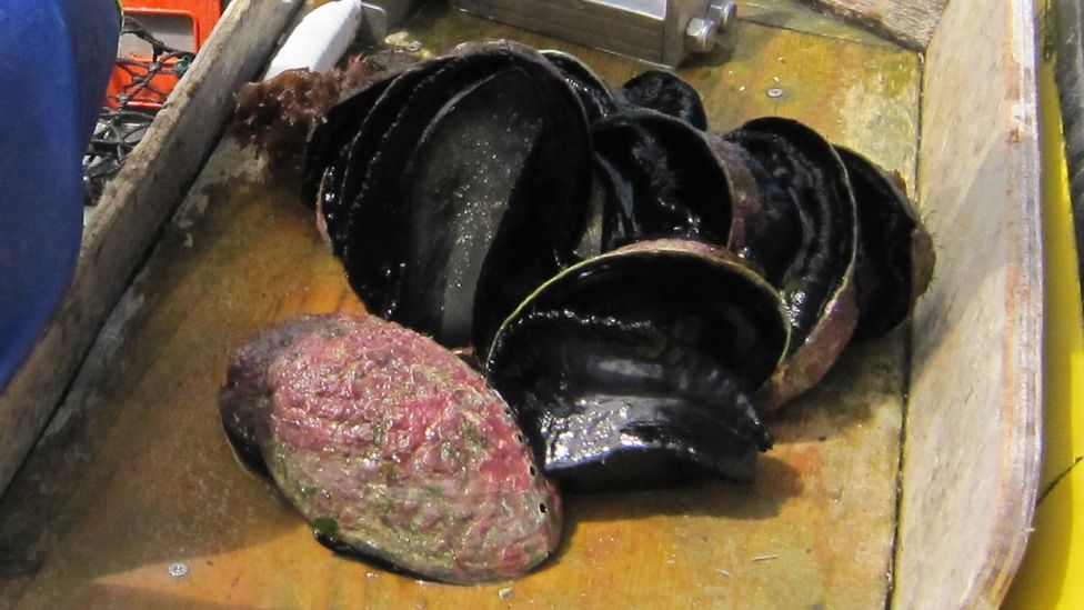Why abalone is New Zealand's catch of the day - BBC News