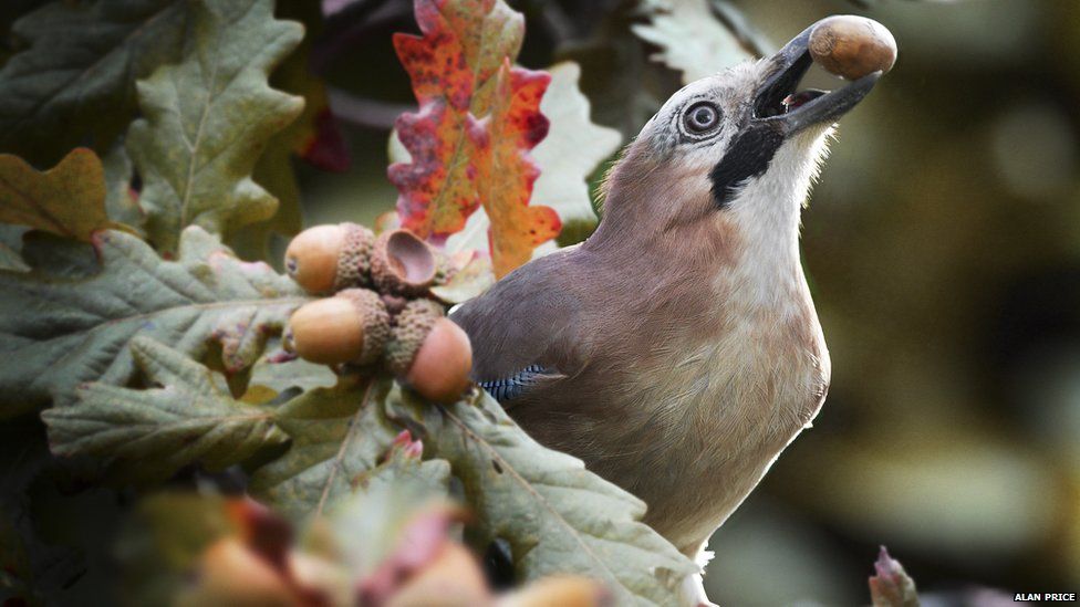 Stunning pictures of garden scenes from all over the world - BBC Newsround