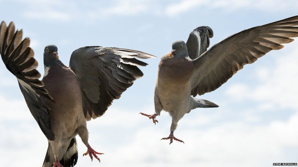 Stunning pictures of garden scenes from all over the world - BBC Newsround