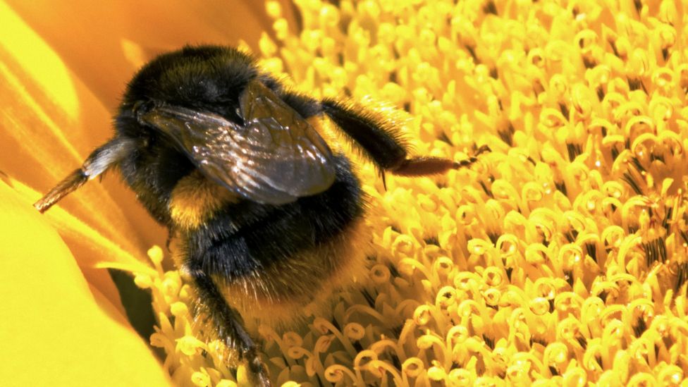 Manx queen bees 'in demand' after disease-free ruling - BBC News