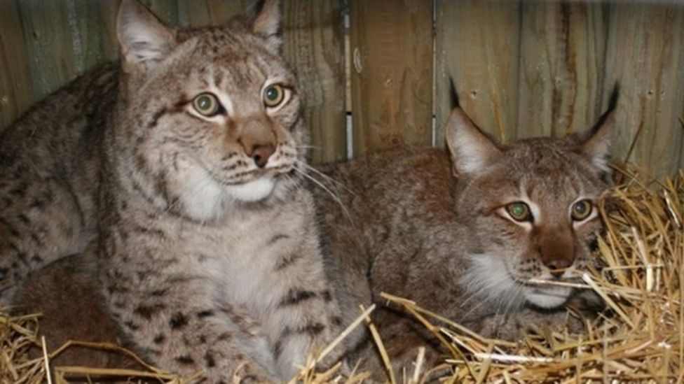 Lynx cats arrive at Lincolnshire wildlife park - BBC News