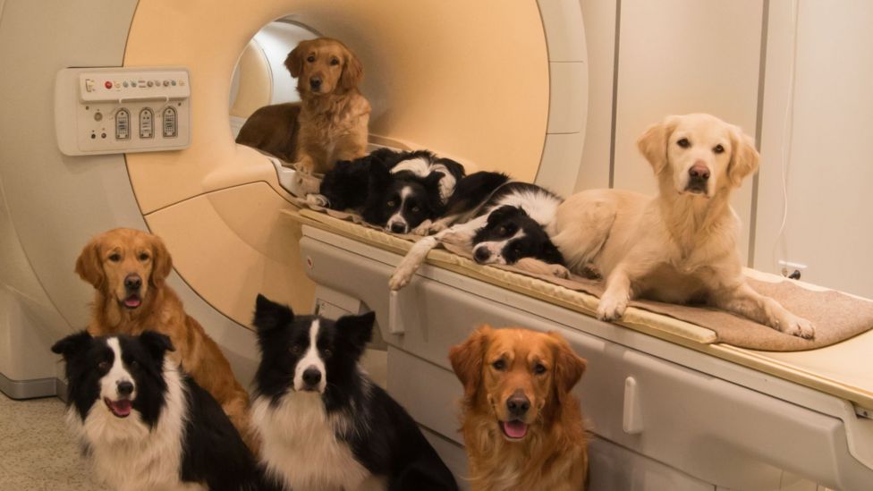 Jealous wags: Dogs show envy is 'primordial' emotion - BBC News