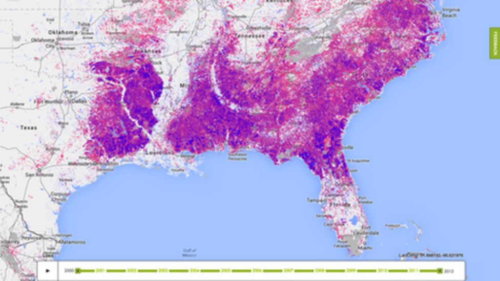 New online tool tracks tree loss in 'near real time' - BBC News