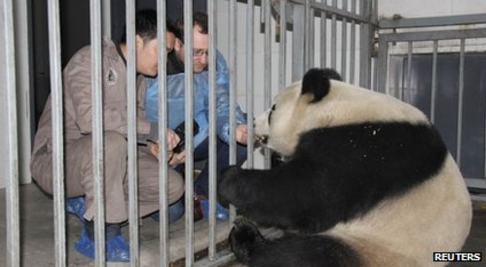 Panda diplomacy - what is it? - BBC Newsround