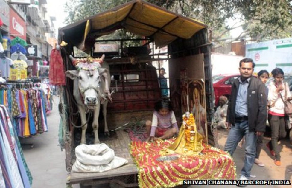 Five-legged cow thought to bring luck on tour in India - BBC News