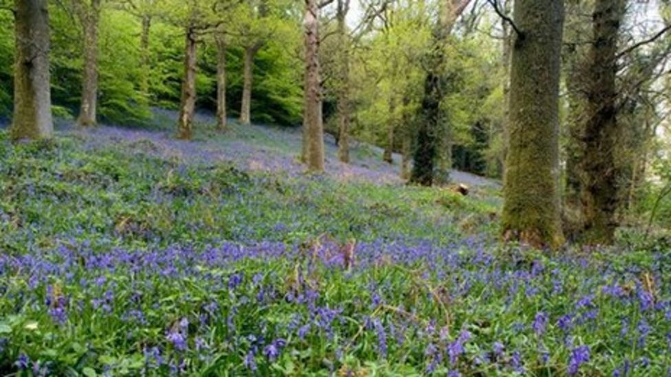 Ancient woodland protection 'weakened' - BBC News